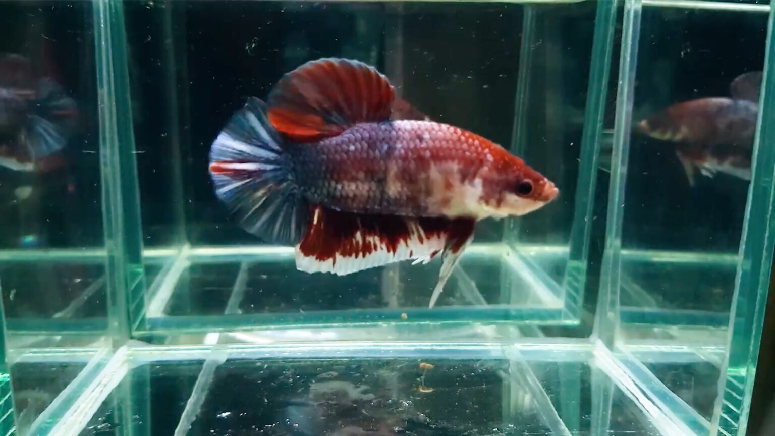 A Comprehensive Guide to Feeding Your Betta Fish: From Fins to Feast ...