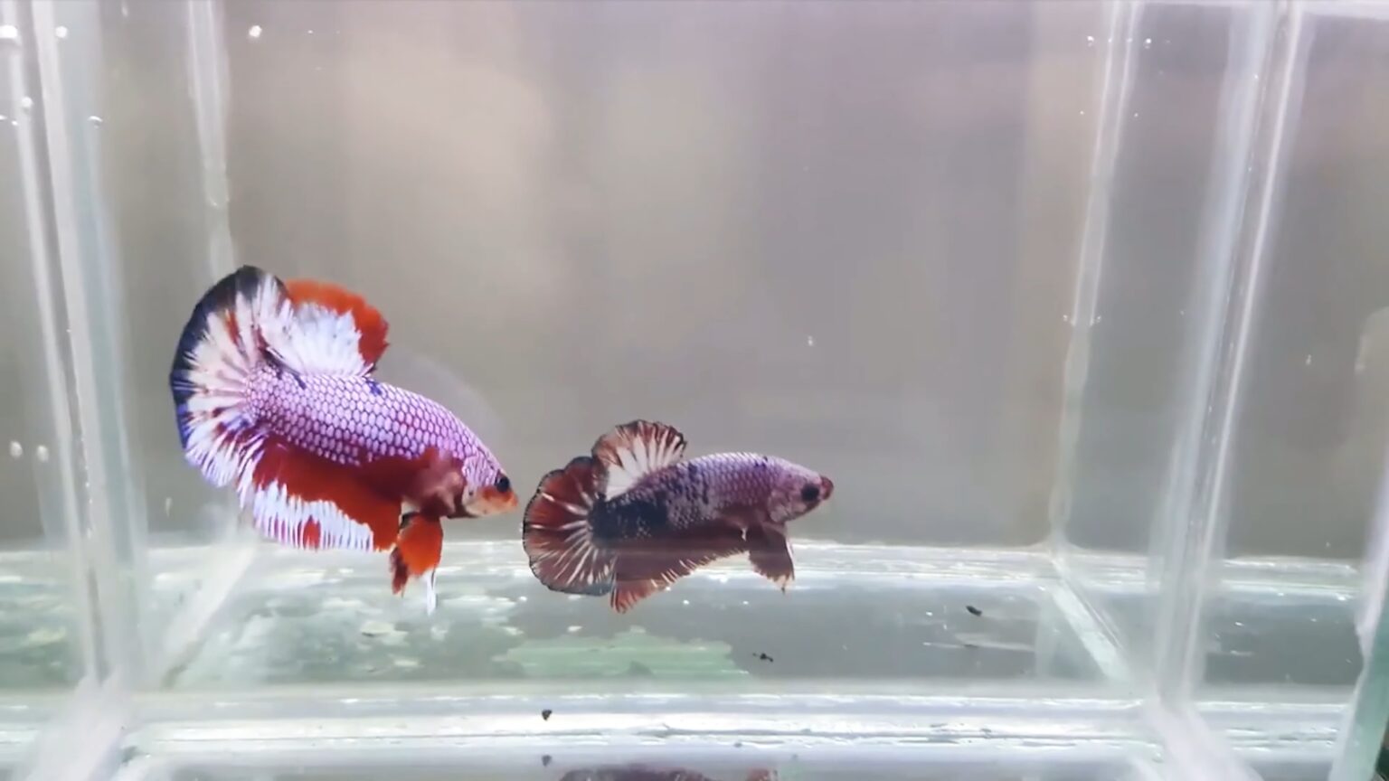 A Comprehensive Guide to Feeding Your Betta Fish: From Fins to Feast ...