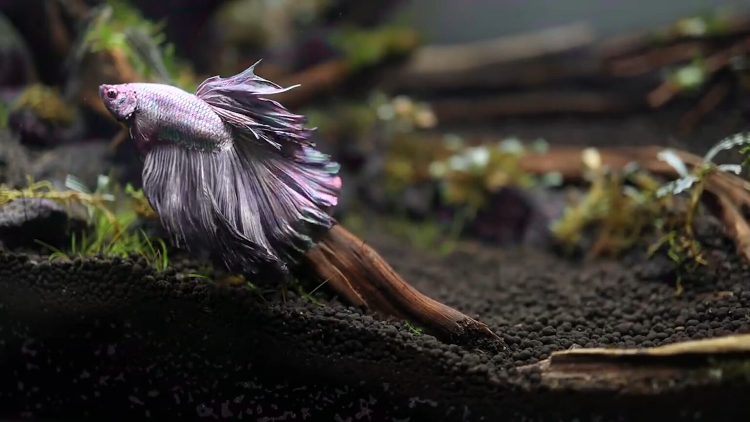 A Comprehensive Guide to Feeding Your Betta Fish: From Fins to Feast ...